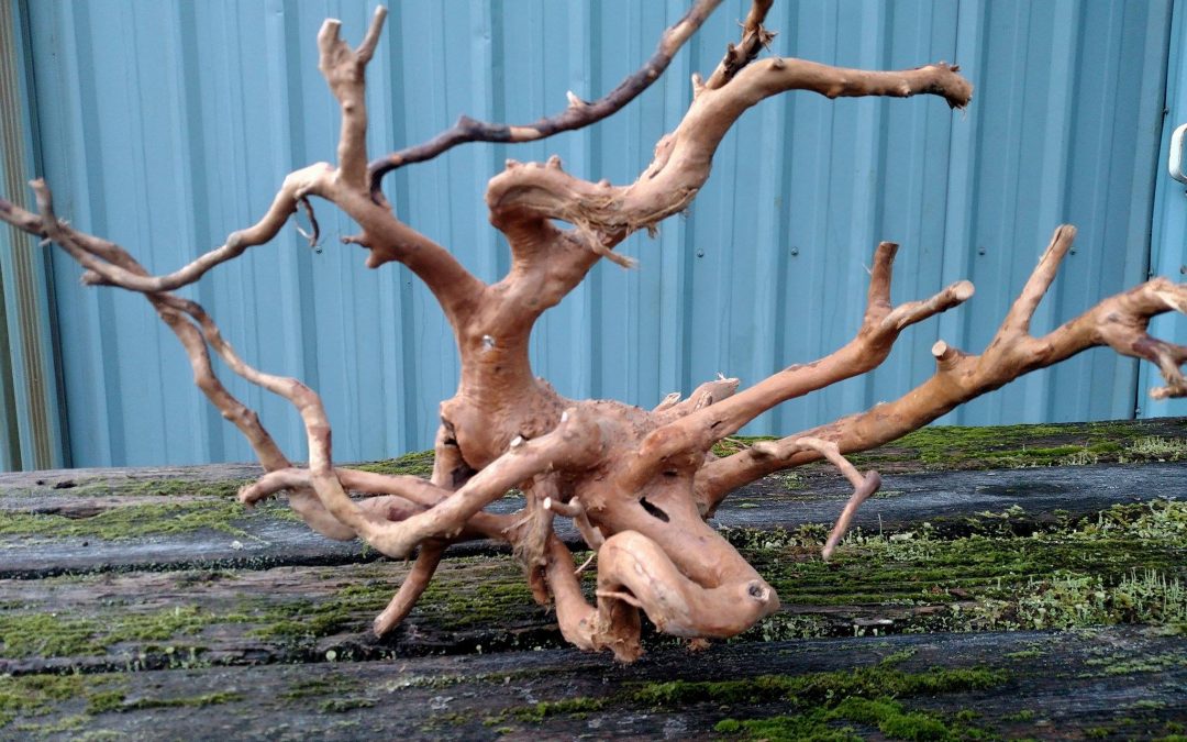 Spider Wood, Spider Roots for aquariums & reptiles | Oregon Coastal ...