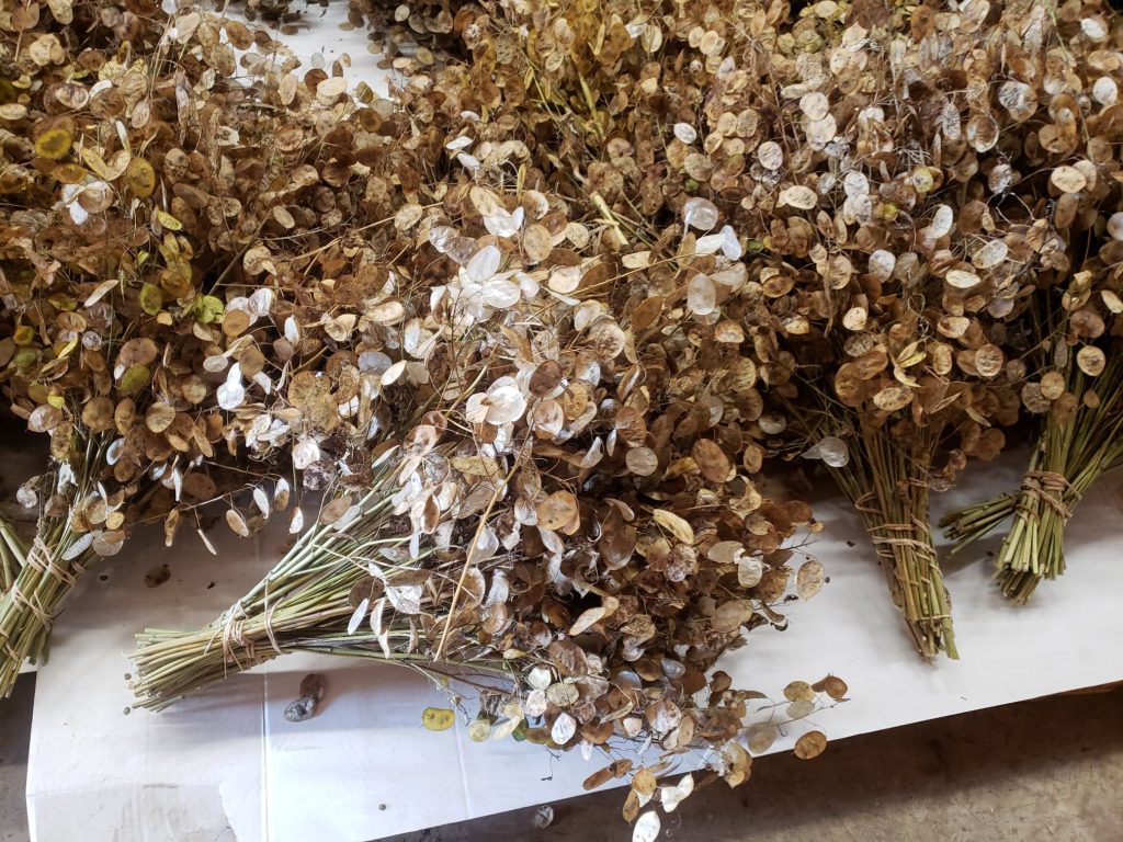 9.16.19 Lunaria Money Plant dried and cleaned. For sale retail and ...